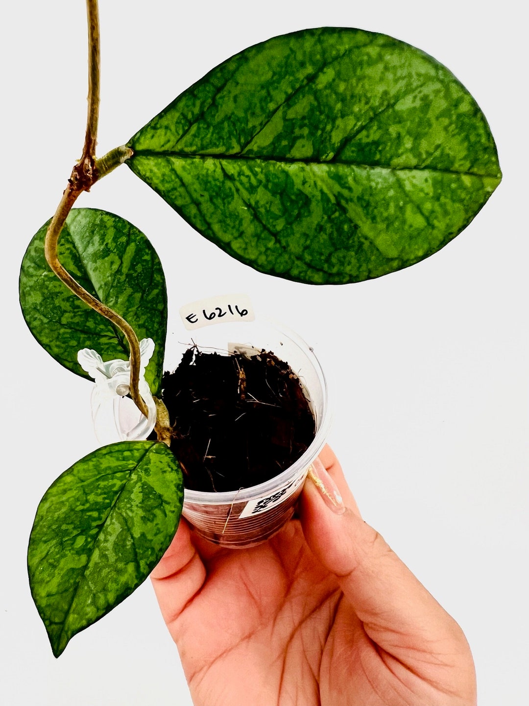E6216 Rare Hoya Crassipetiolata Splash Round Leaf Rooted Cutting - Etsy