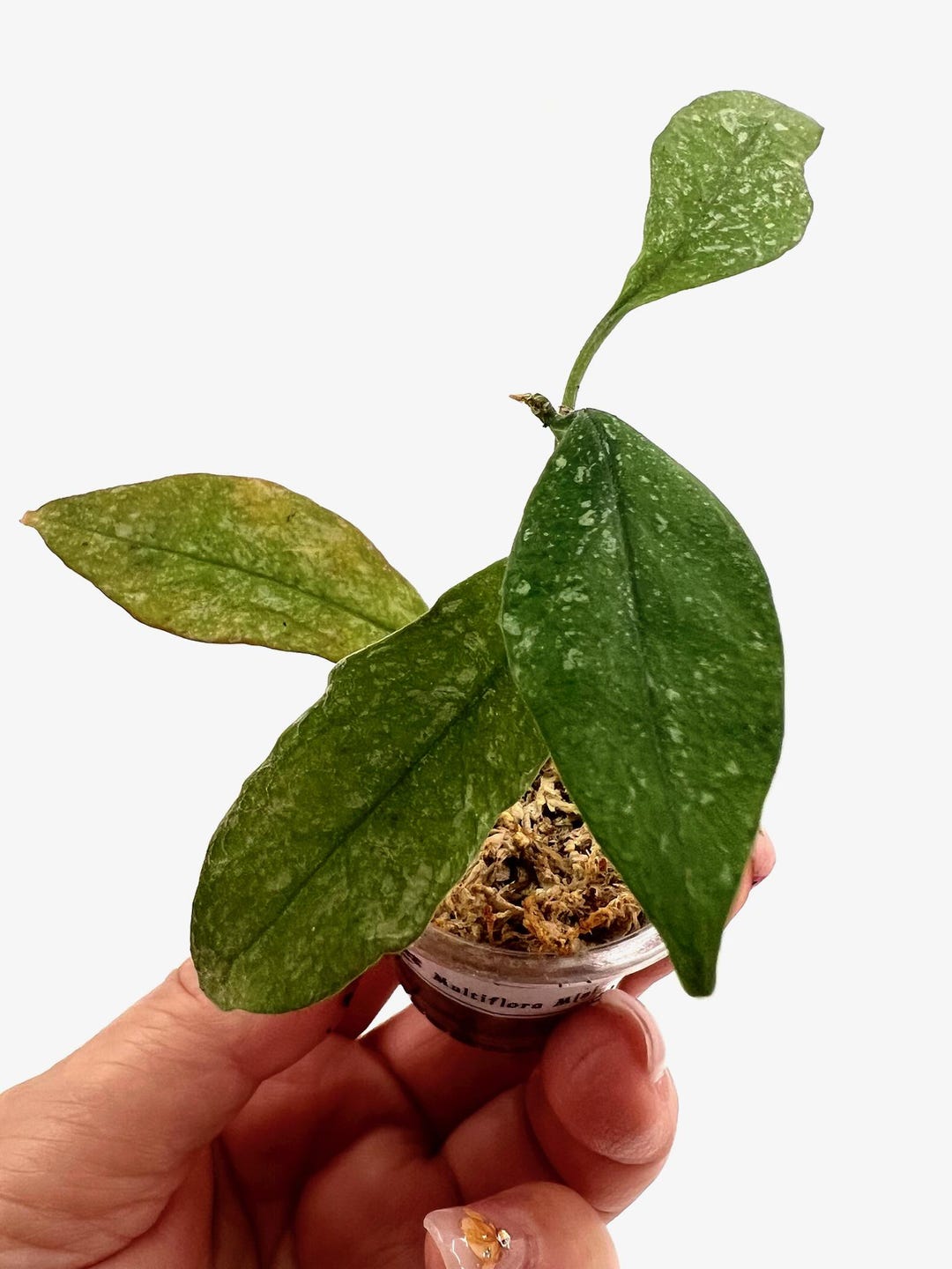 E0292 Rare Hoya Multiflora Mini Splash Rooted - Etsy