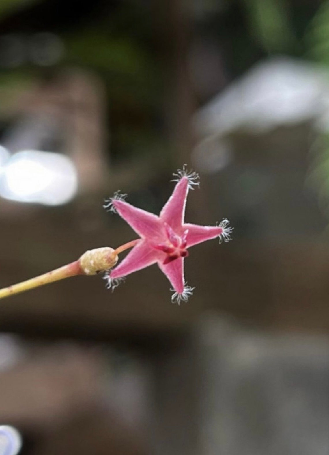 E0165 Rare Hoya Peltata From Indonesia Newly Rooted - Etsy