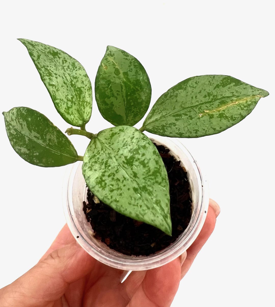 E0371 Rare Hoya Lacunosa Tiger Skin Rooted Cutting - Etsy