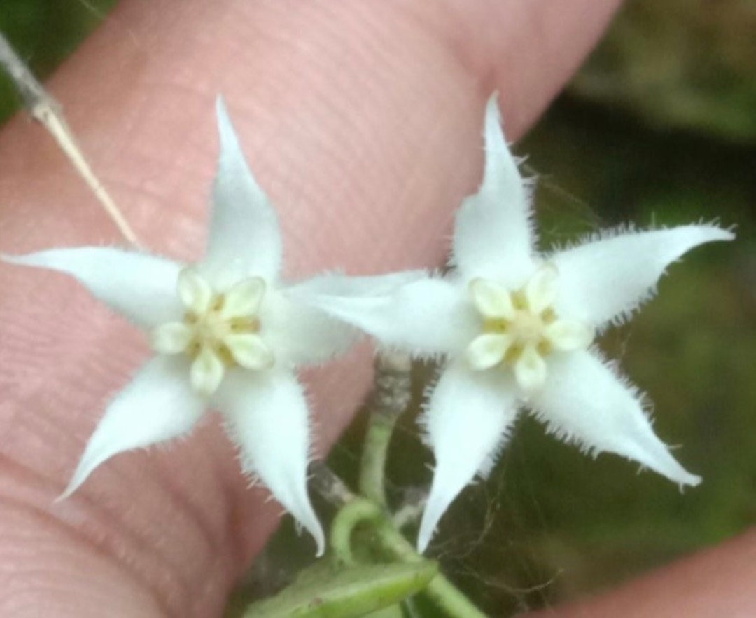 E4258 Extremely Rare Hoya Mini Sp Papua From Borneo TINY - Etsy