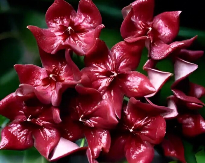 E0738 Very Rare Hoya Megalaster Large Veiny Leaves Rooted - Etsy