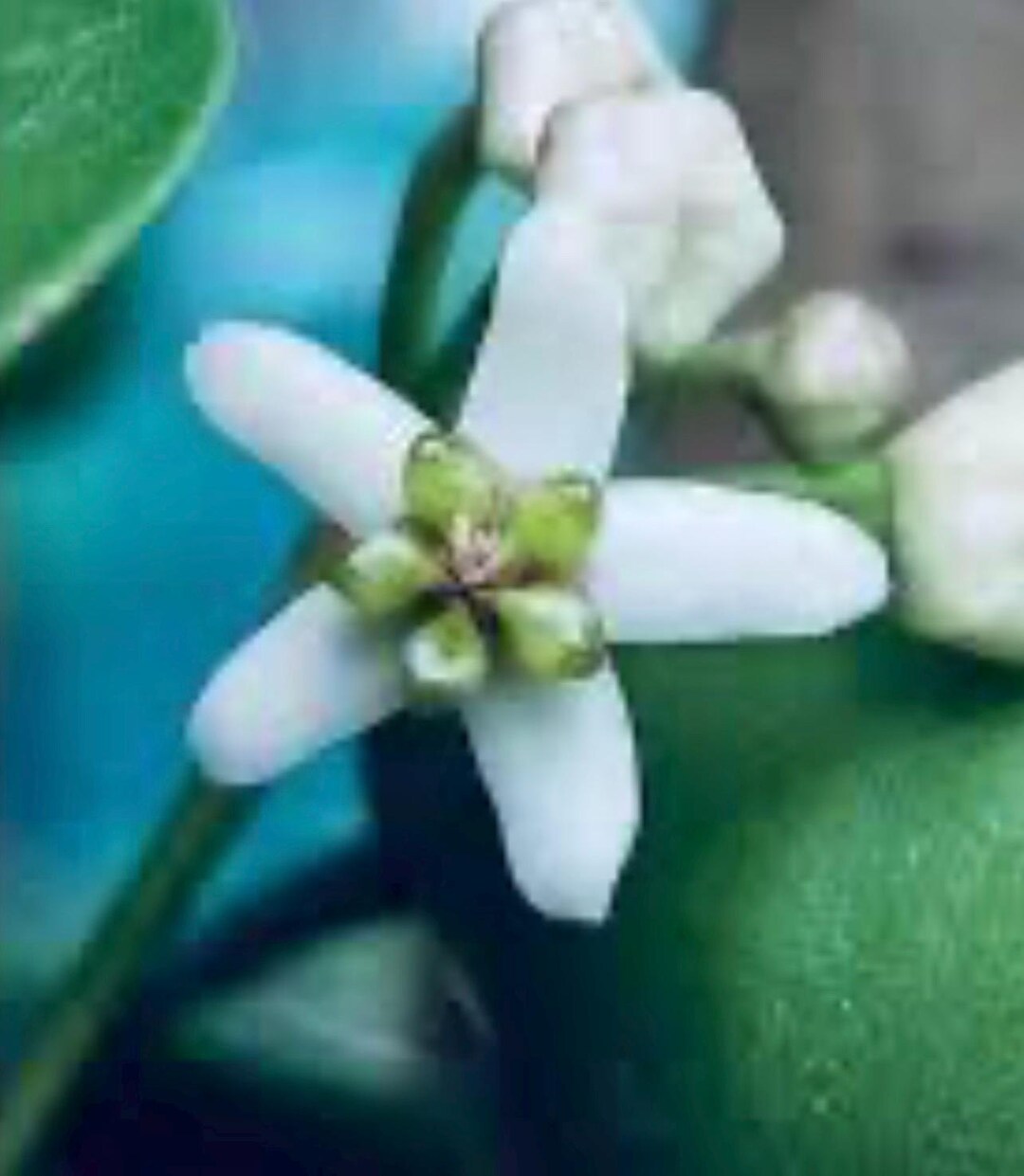 E0656 Rare Hoya Hon Thom Rooted Cutting - Etsy