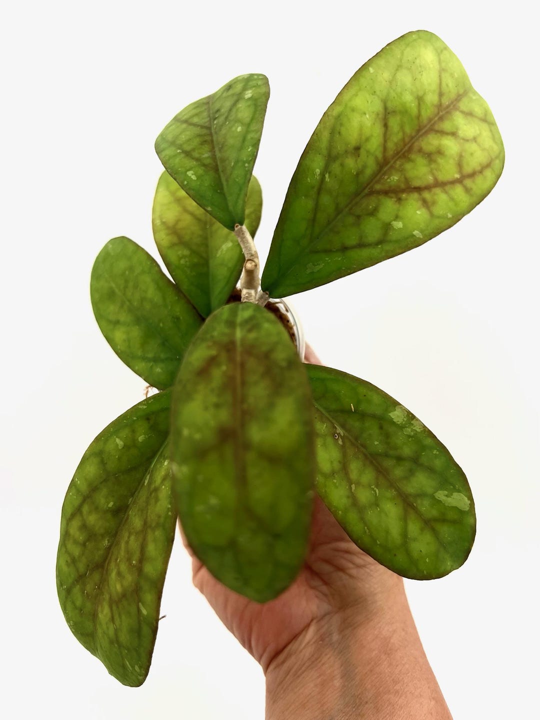 E0188 Rare Hoya Leoensis Cutting Rooted - Etsy