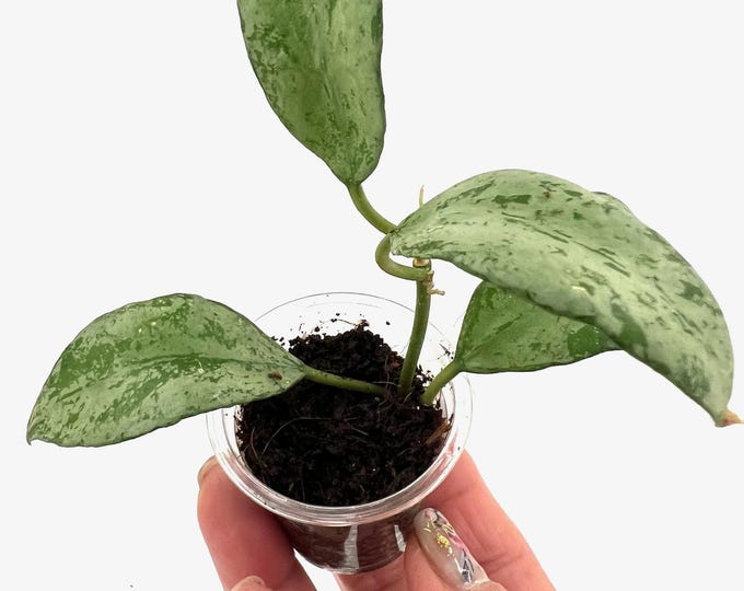 E0394 Rare Hoya Lacunosa Tiger Skin Rooted - Etsy