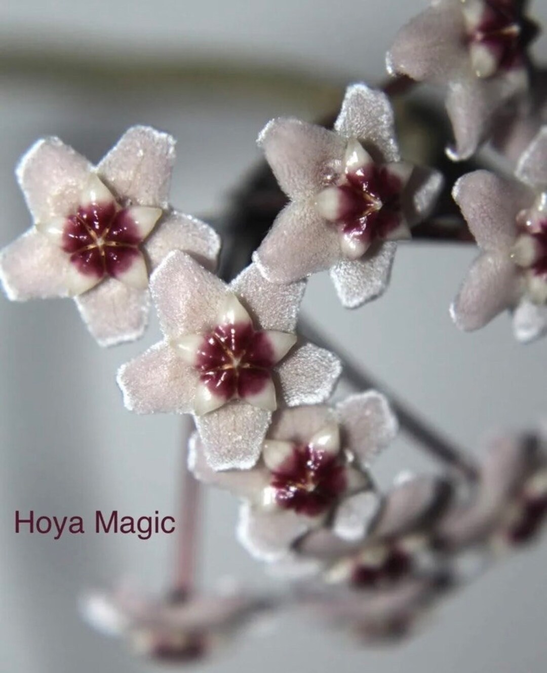 E865 Rare Hoya Cv Magic Rooted - Etsy