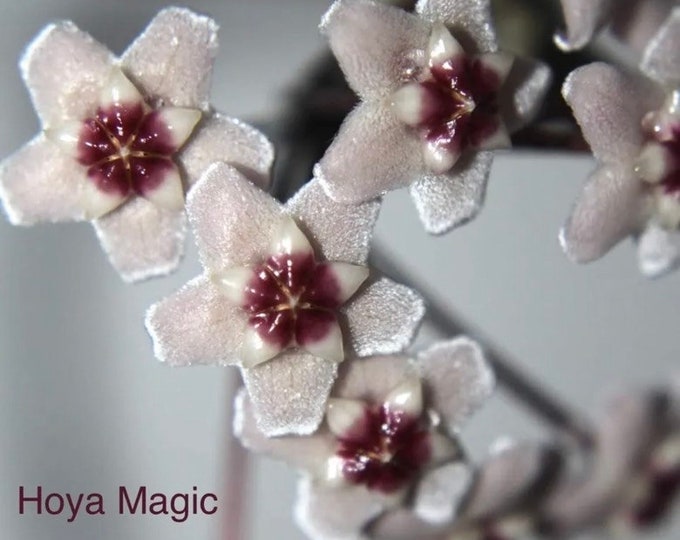 E430 Rare Hoya Cv Magic Rooted Cutting - Etsy