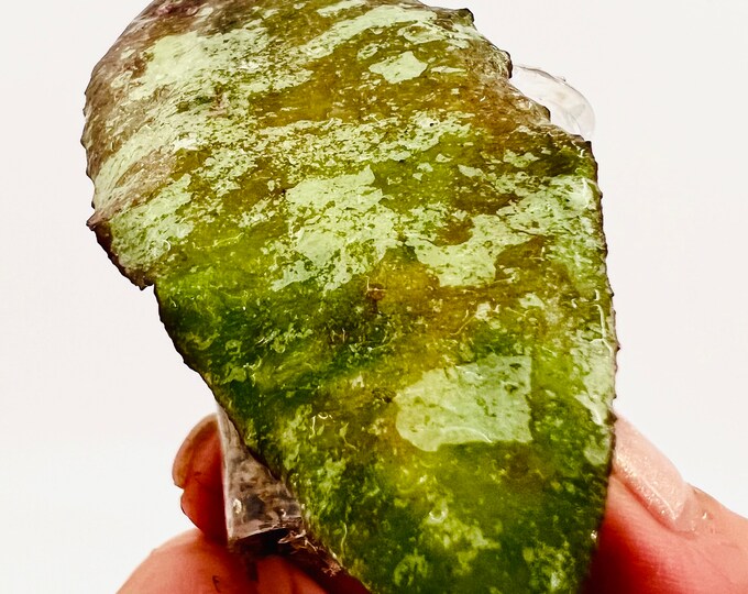 E949 Rare Hoya Caudata Gold Fresh Cutting, No Roots - Etsy