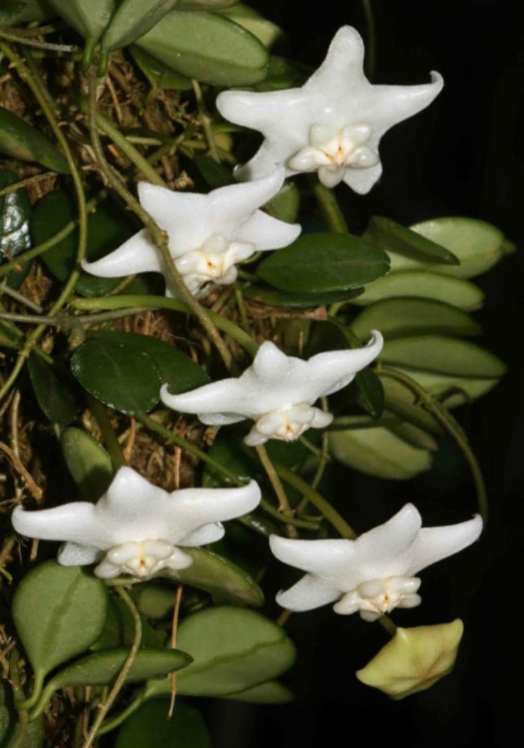 E0619 Very Rare Hoya Uniflora Newly Rooted - Etsy