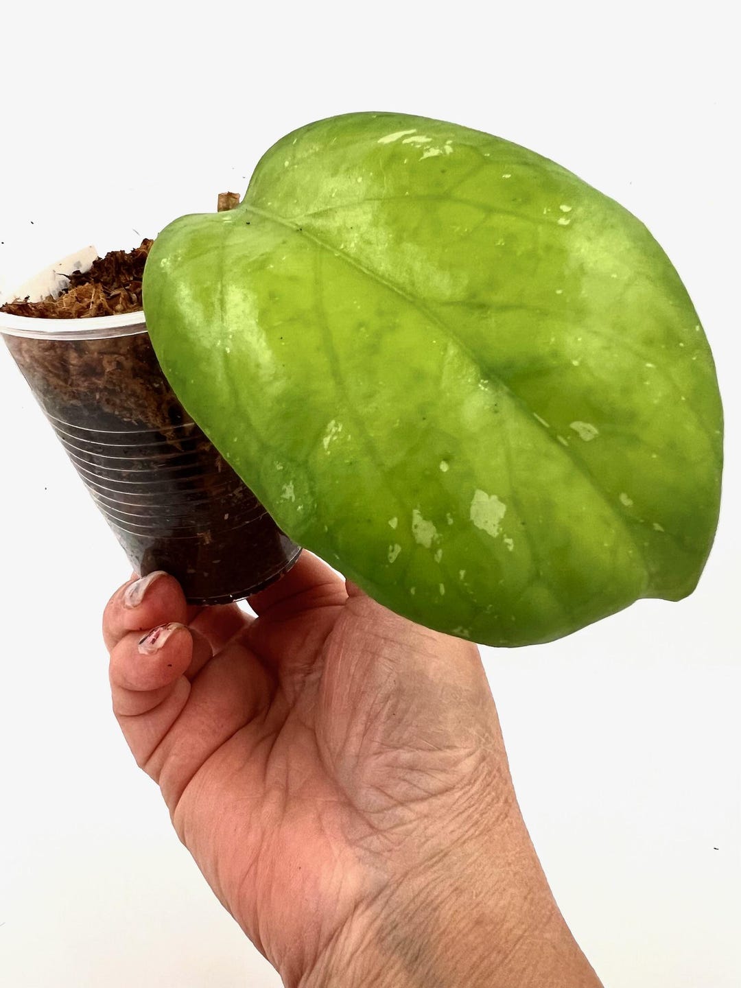 E0516 Very Rare Hoya AH 027 Cv Elephant Priktai Rooted Gorgeous Leaf - Etsy