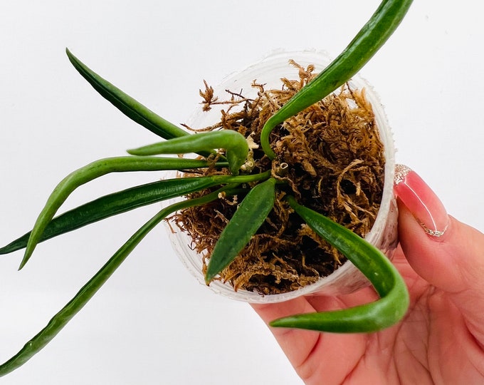 E0328 Rare Hoya Acicularis Mutate Rooted Cutting - Etsy