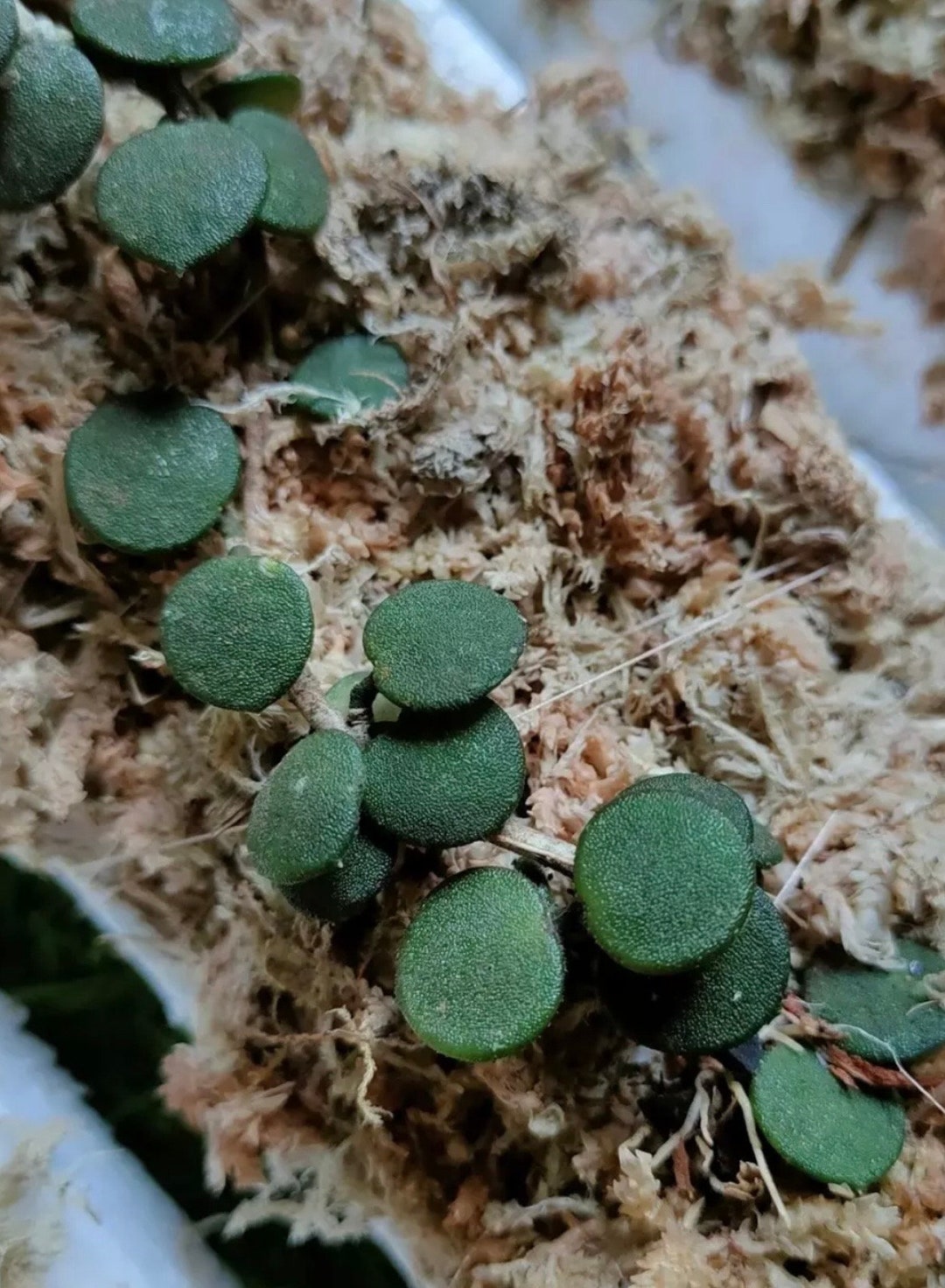 E701 Extremely Rare Hoya Boycei From Indonesia Rooted Cutting - Etsy