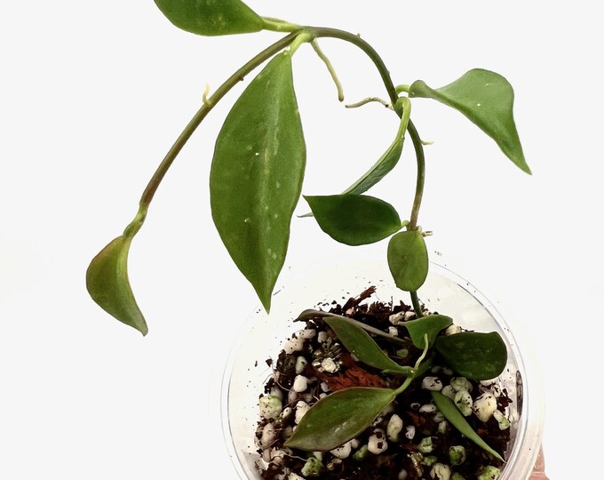 E0620 Very Rare Hoya Collina Splash Papua (indonesia Long Leaf) - Etsy