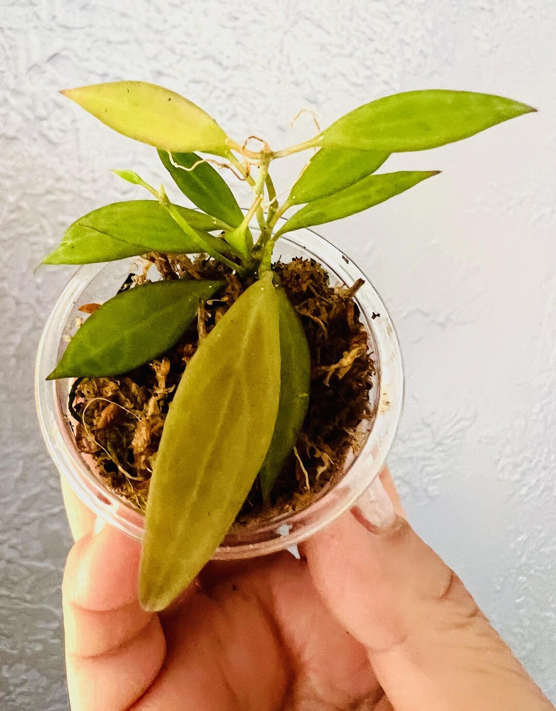 E1559 Very Rare Hoya Microdwarf NS12-323 Rooted Cutting TINY Leaves - Etsy