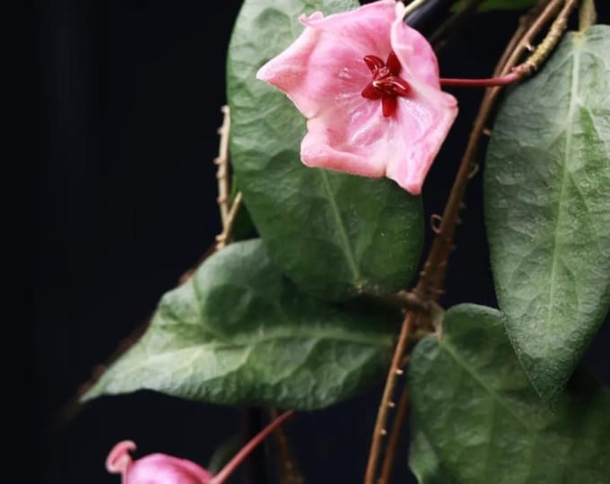 E0587 Rare Hoya Patella Pink Fuzzy Leaves Rooted - Etsy