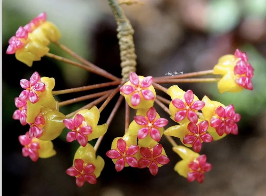 E0186 Rare Hoya Soligamiana Rooted Cutting - Etsy
