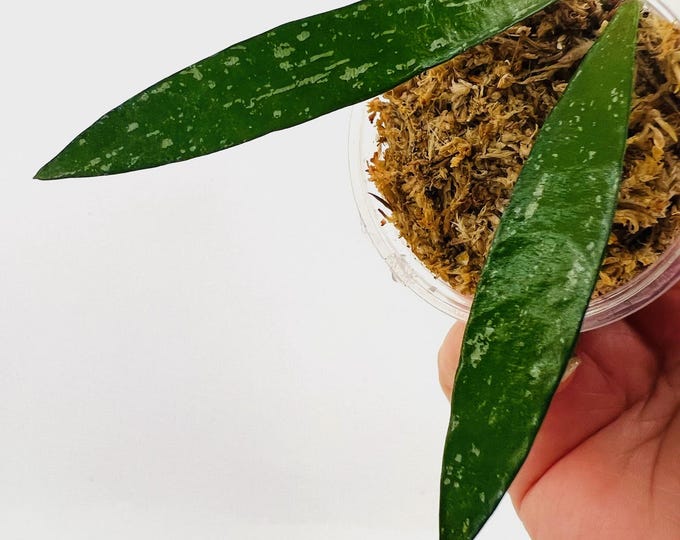 E1126 Very Rare Hoya Tanggamus Bamboo Splash Beginner Roots - Etsy
