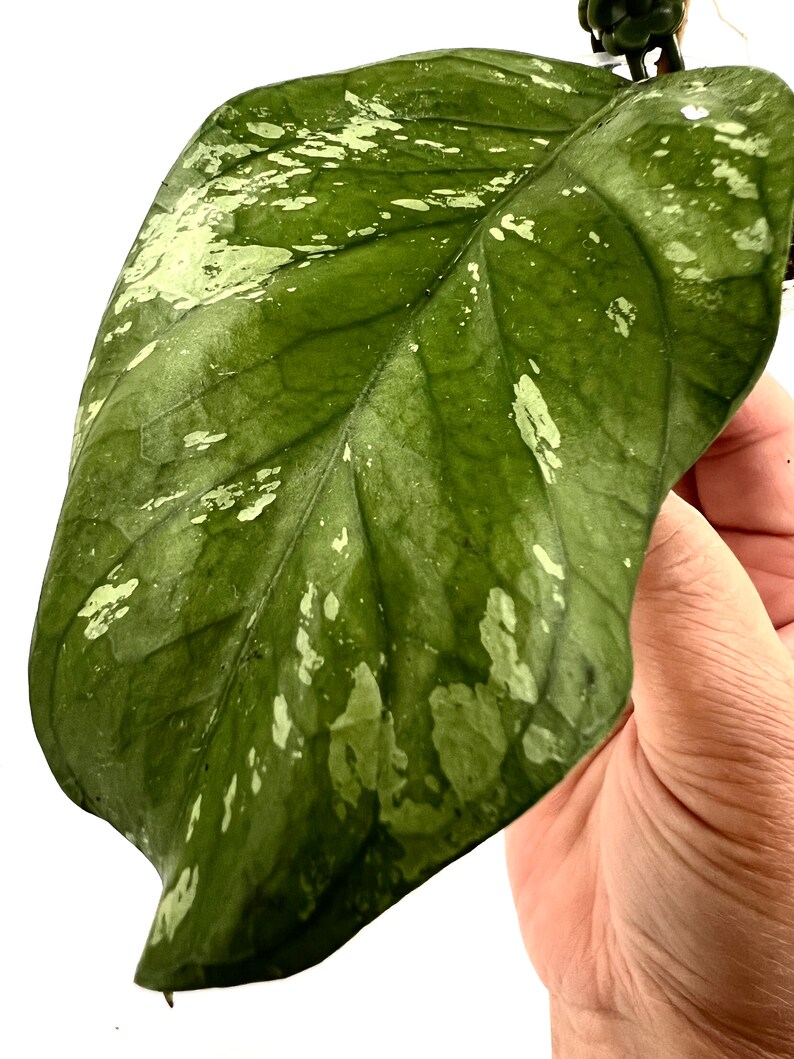 E0184 Super Rare Hoya Bat Cave Rooted - Etsy