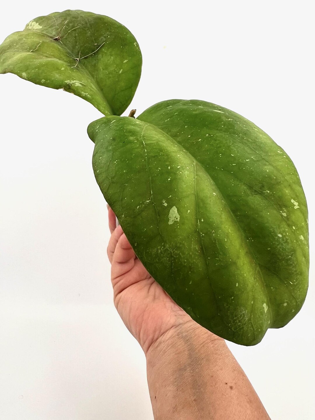 E0184 Very Rare Hoya AH 027 Cv Elephant Priktai Rooted Gorgeous Leaf - Etsy