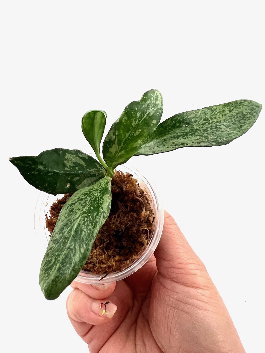 E0289 Rare Hoya Lacunosa Zebra Skin Cutting Rooted - Etsy