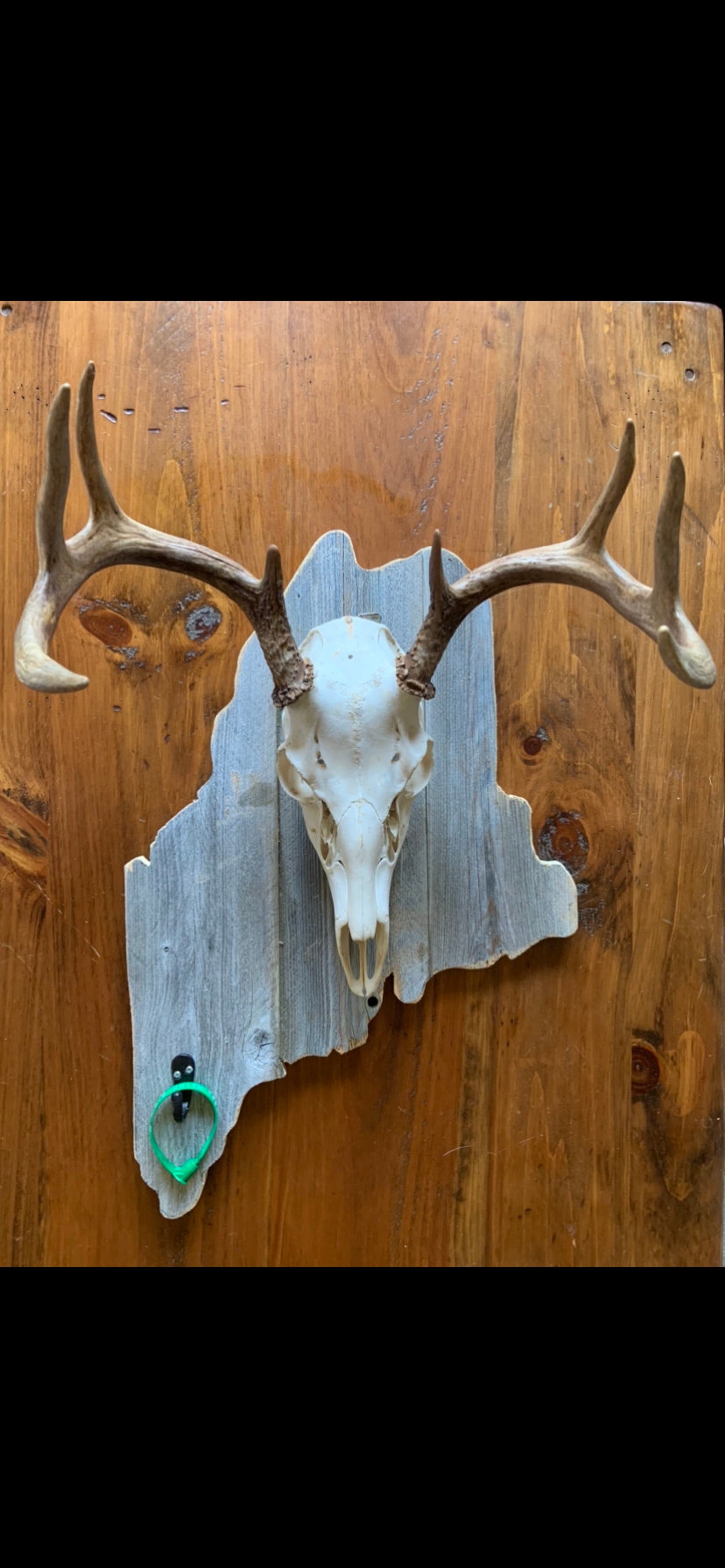 European Deer Mount - Etsy