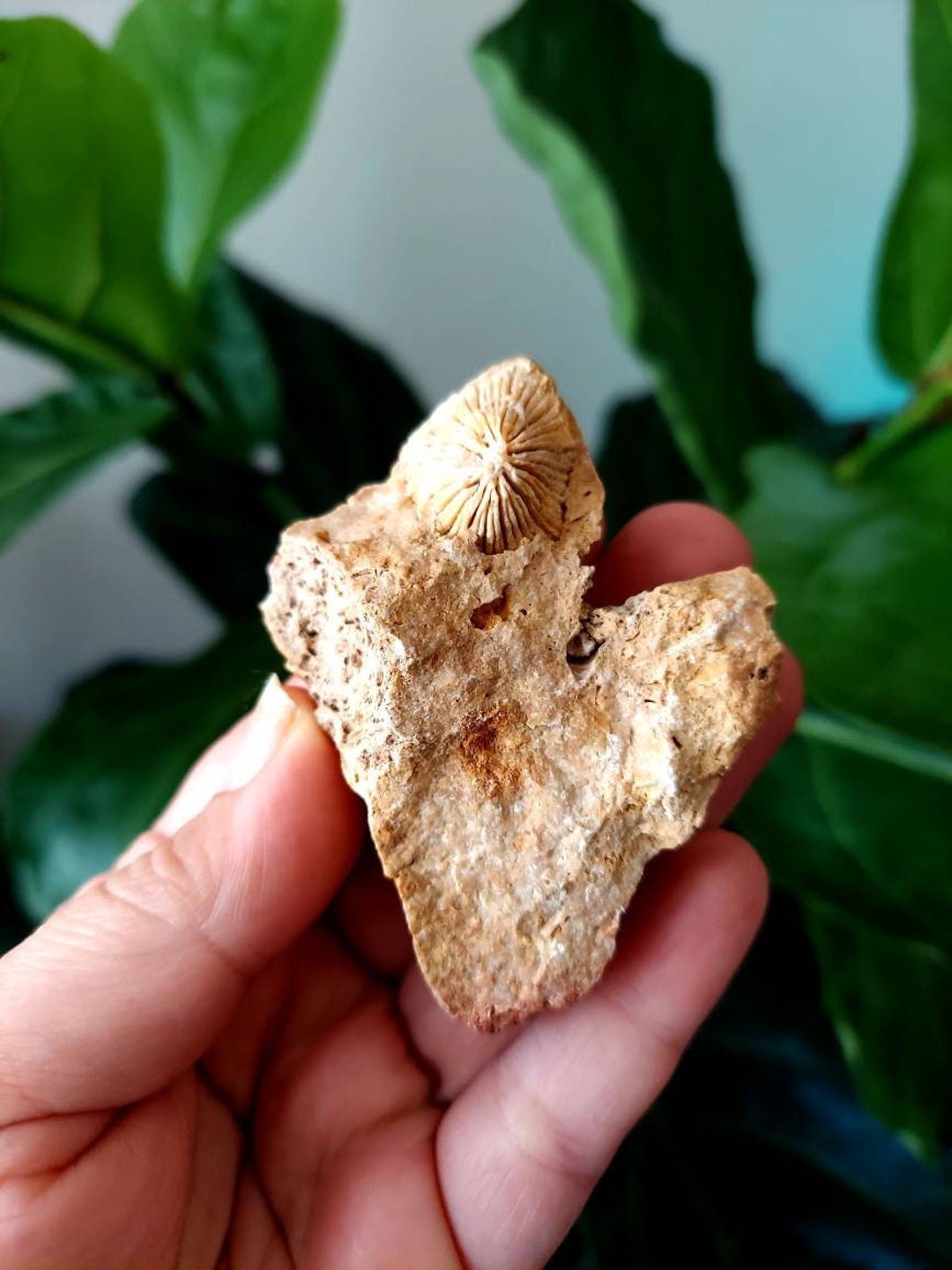 Fossilized Coral Raw Stone Specimen/ Crystal for Ancestor Connection - Etsy
