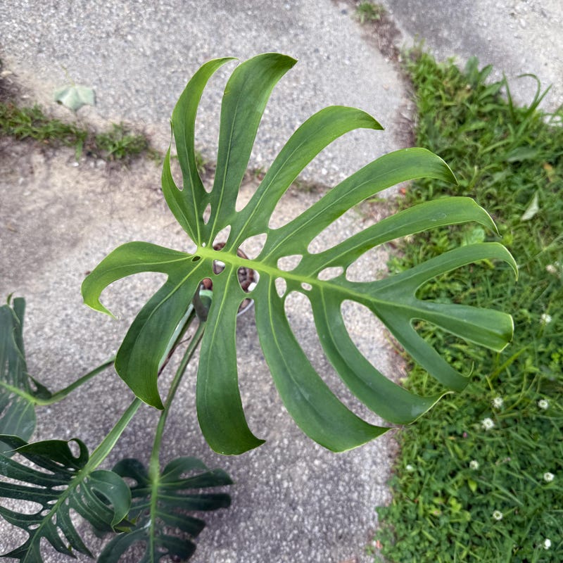 Bulbasaur Monstera - Etsy