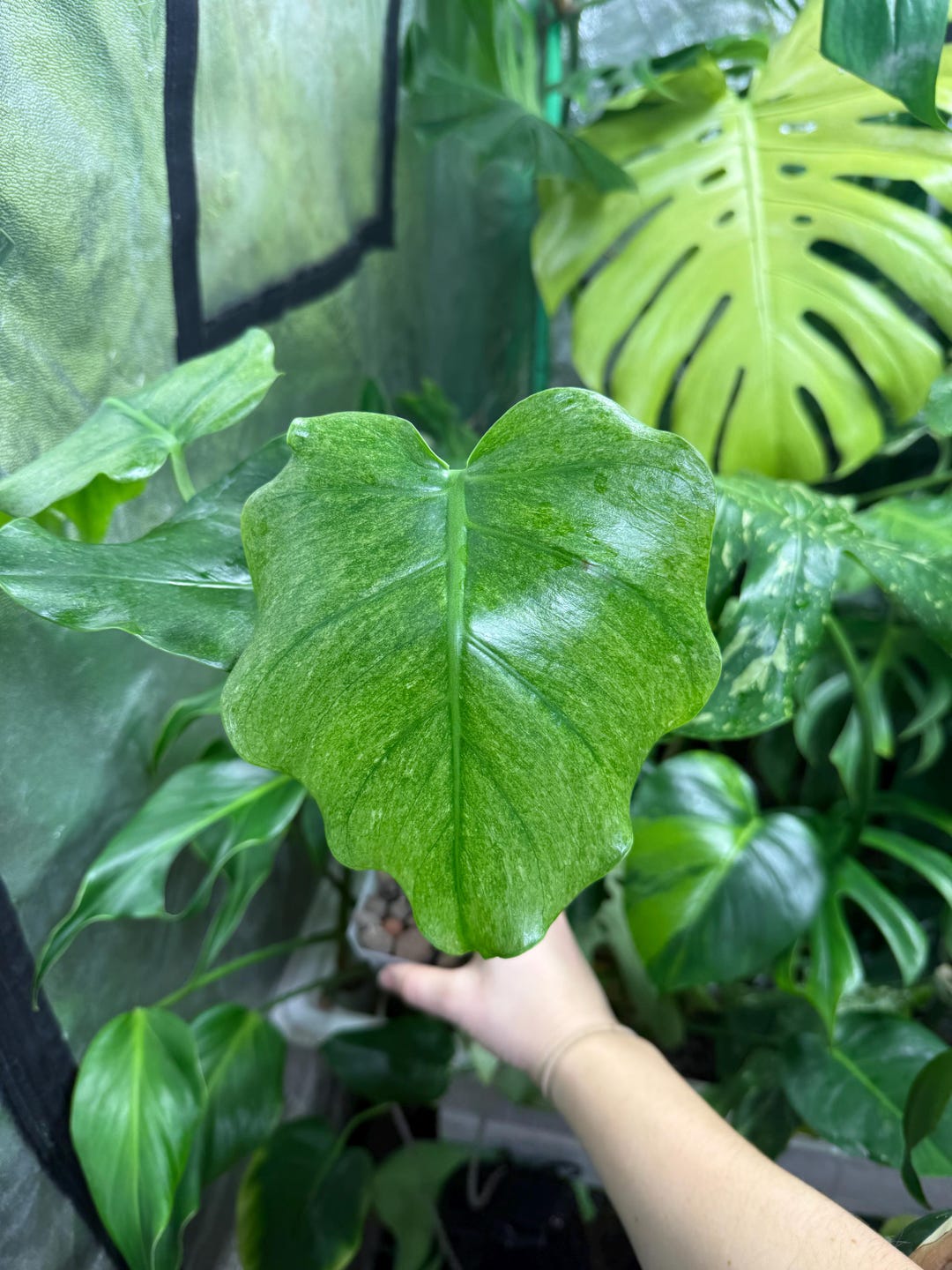 Monstera Jade Goblin-ultra Rare - Etsy