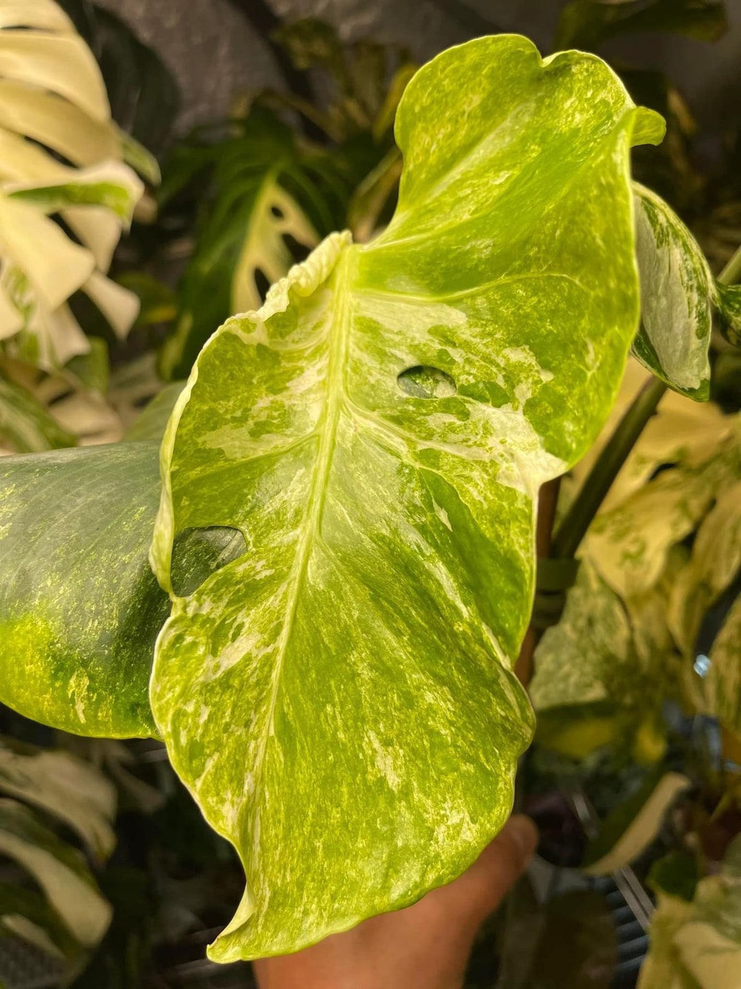 Variegated Monstera Ocean Mint-full Plant - Etsy