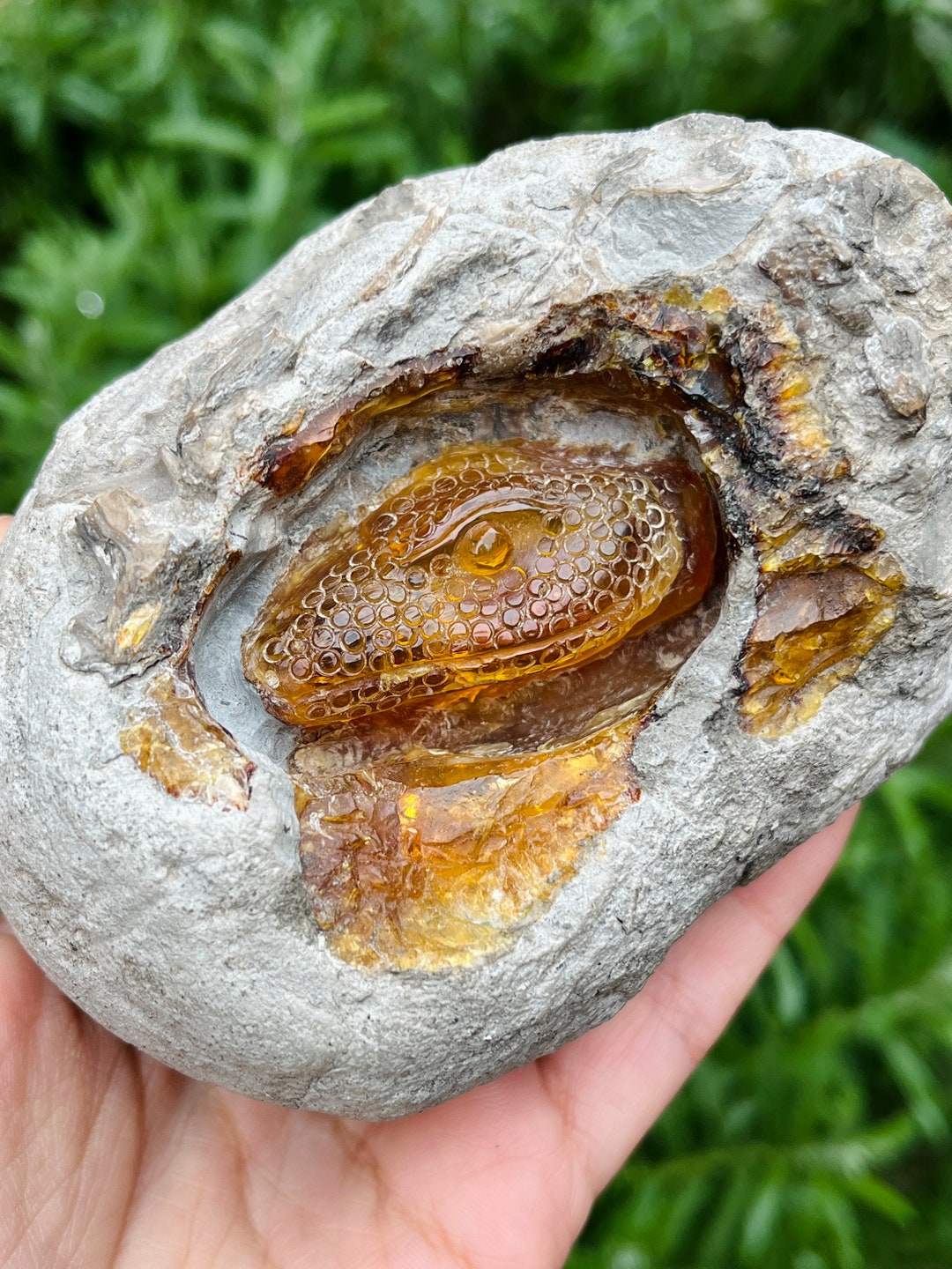 Unique Amber Snake Inside Rock, Simojovel, Chiapas, Mexico 540 G / UV ...