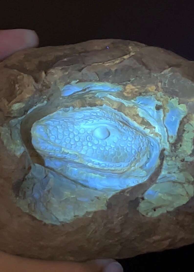 Unique Amber Snake Inside Rock, Simojovel, Chiapas, Mexico 540 G / UV ...