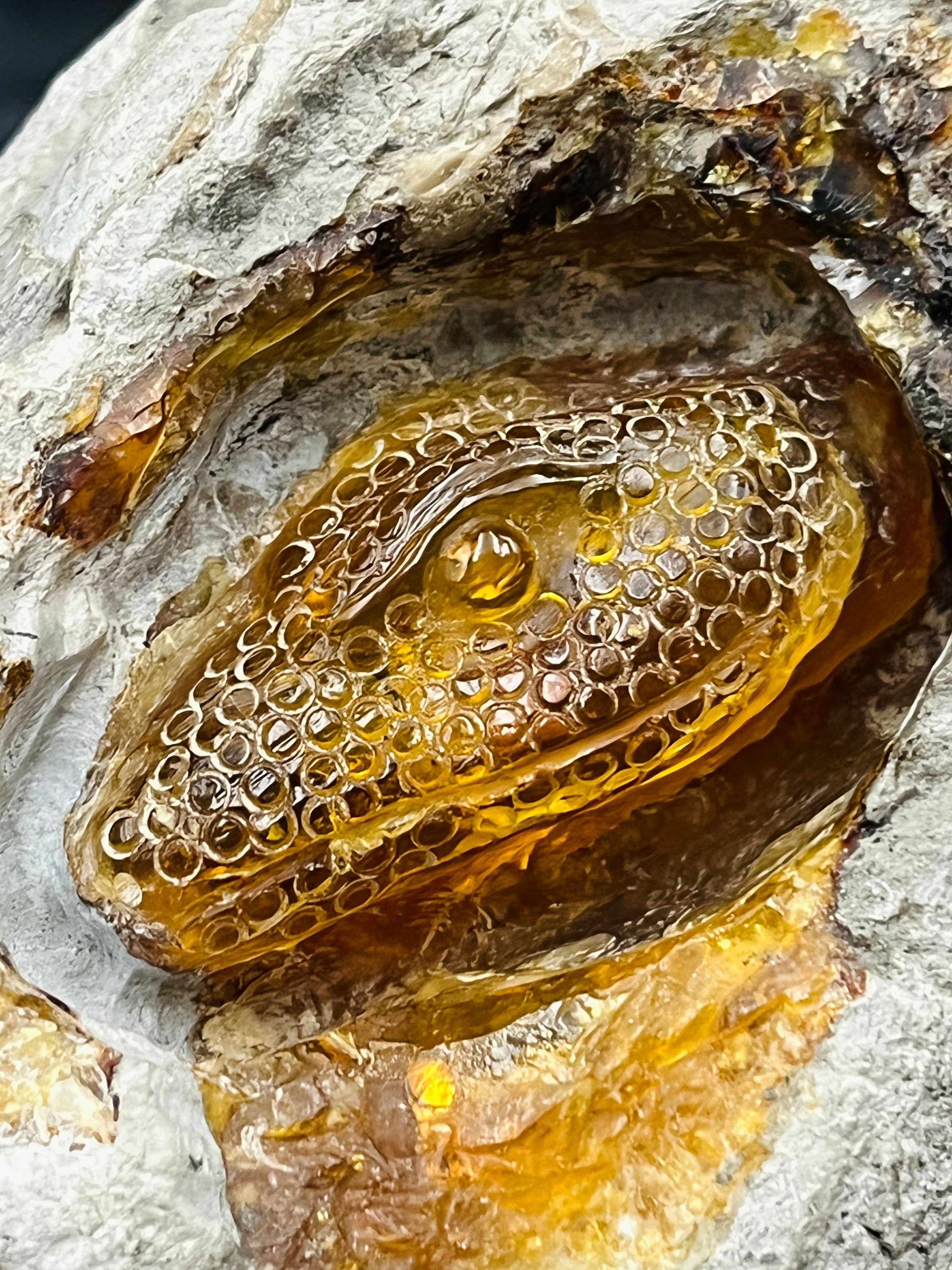 Unique Amber Snake Inside Rock, Simojovel, Chiapas, Mexico 540 G / UV ...
