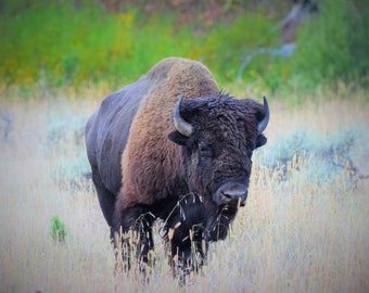 Buffalo in Yellowstone, Yellowstone in Winter, Carol Highsmith ...