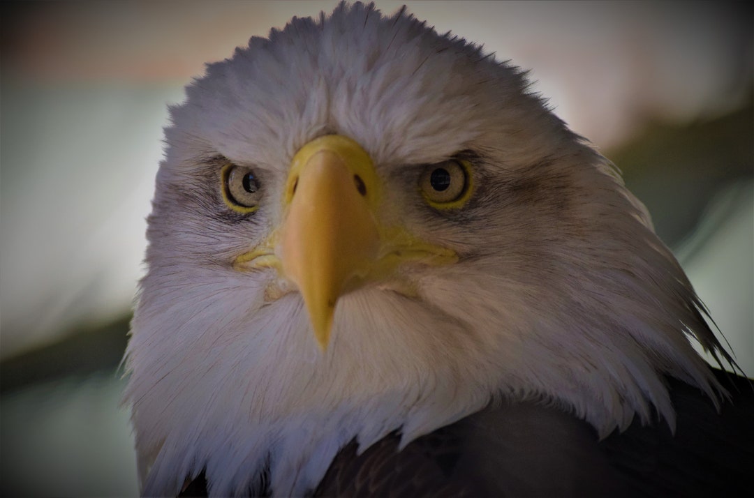 Eagle Eye Digital Download - Etsy