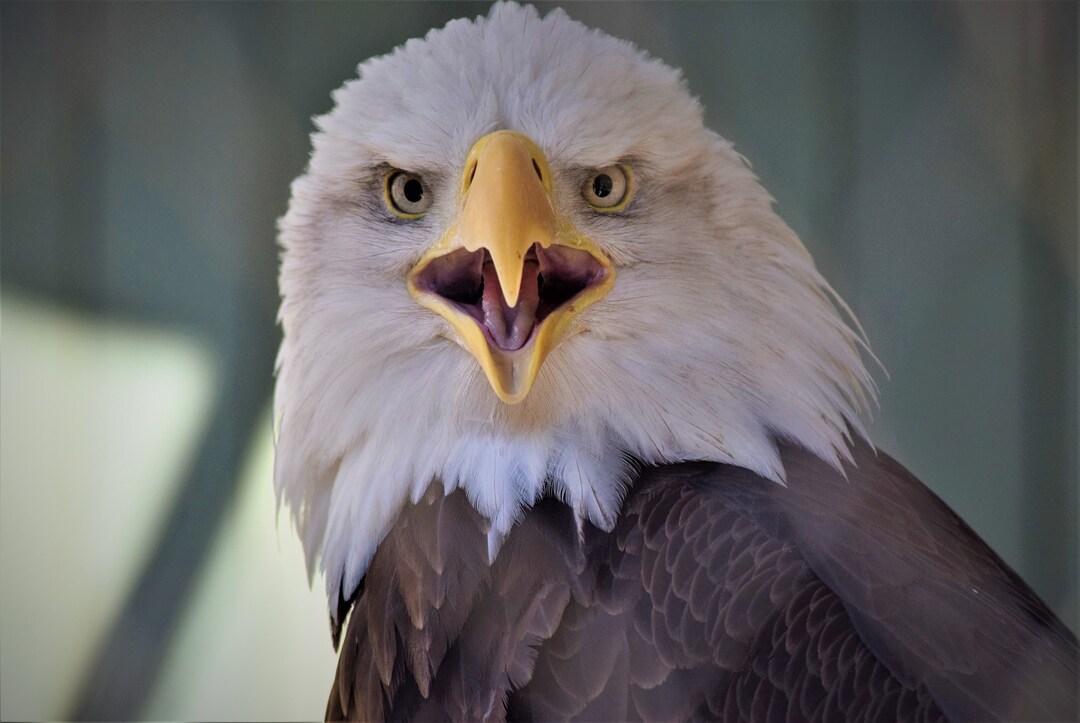 Eagle Call Digital Download - Etsy