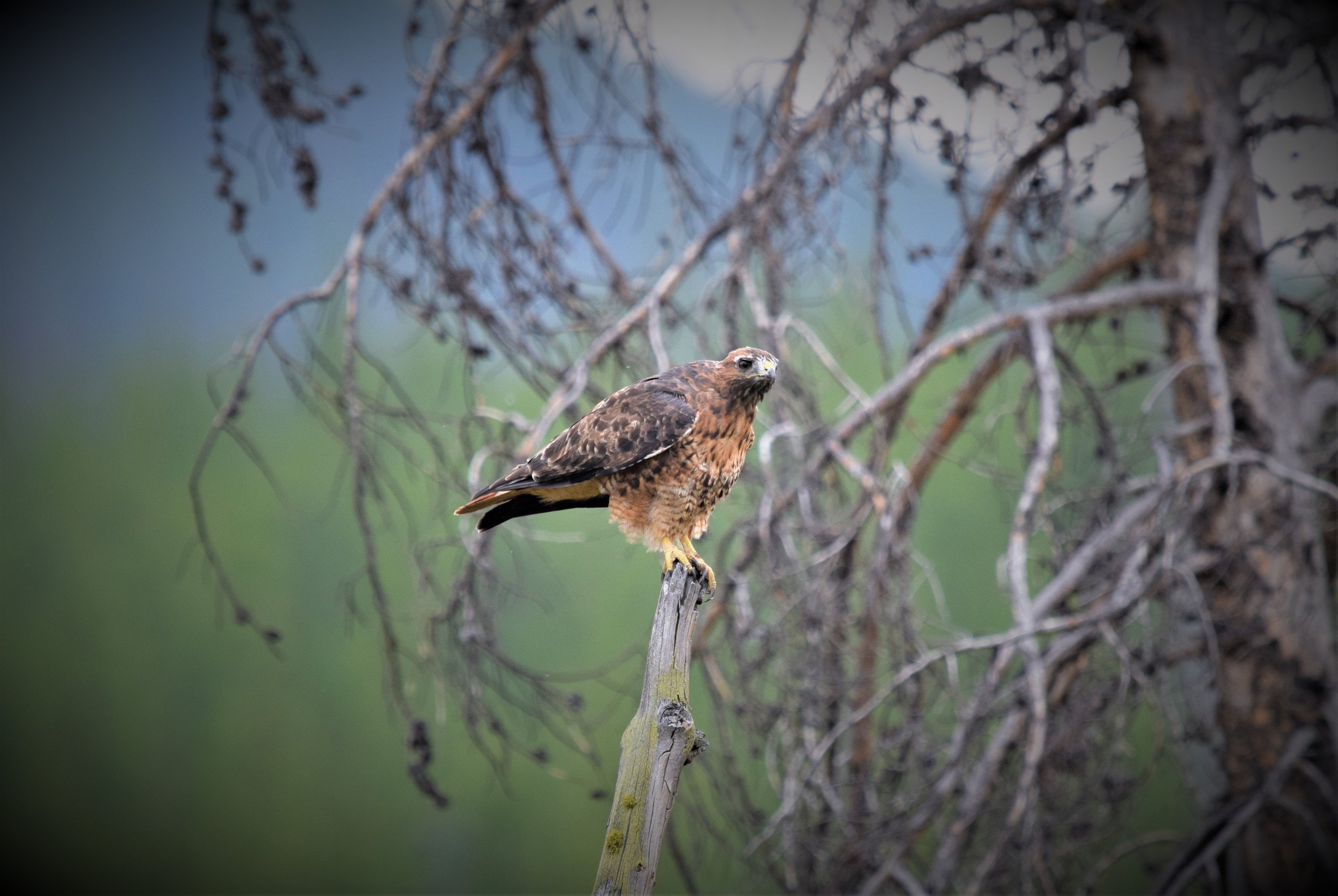 Hawk Digital Download - Etsy