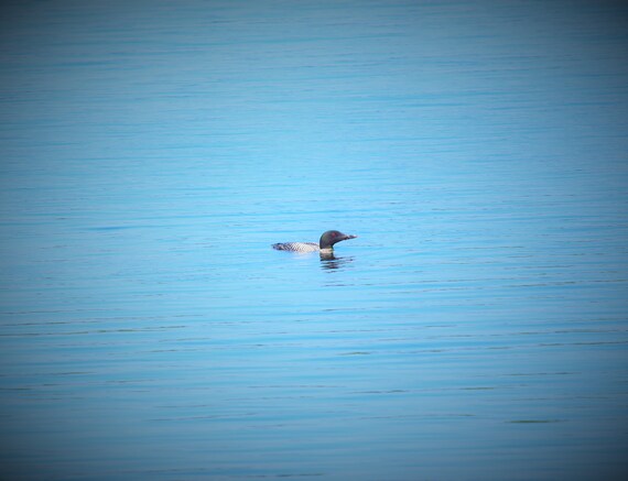 Loon Digital Download | Etsy