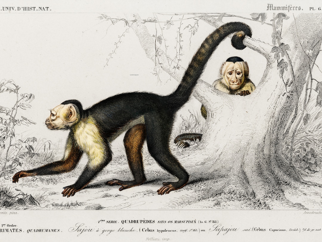 1861 White-headed Capuchin, Ch. Dessalines, Rare Original Old Engraving ...