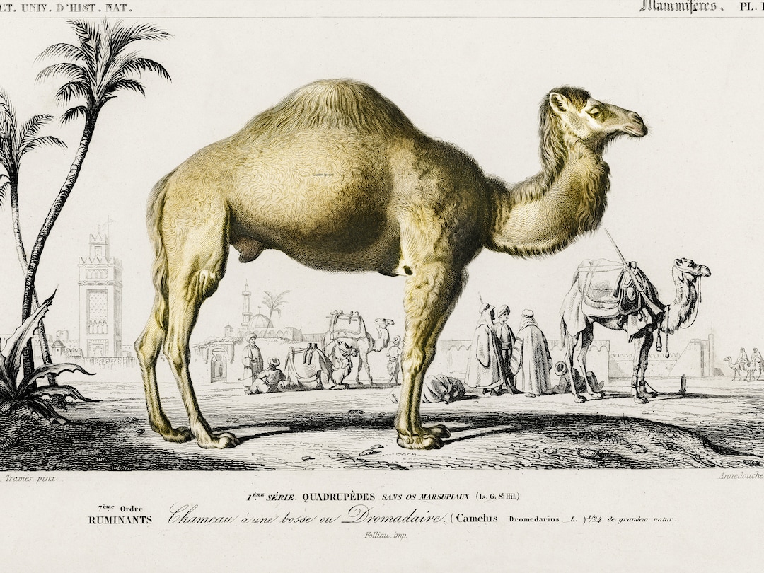 1861 Camel, Ch. Dessalines, Rare Original Old Engraving, Natural ...