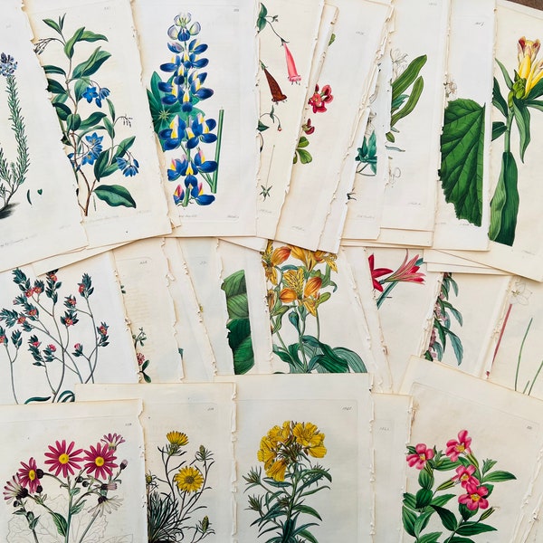 Botanical Book Plate - Etsy