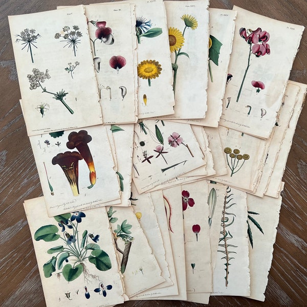 Flower Book Plate - Etsy