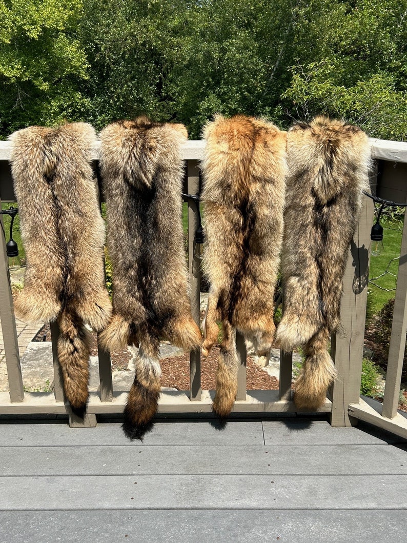 XXL Grade#1 Prime Professionally Tanned Wisconsin Coyote Pelts - Etsy
