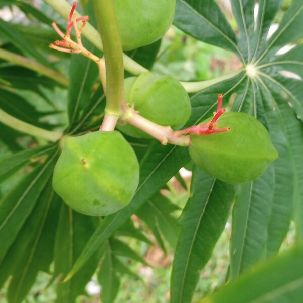 Seed Pods of Florida - Etsy