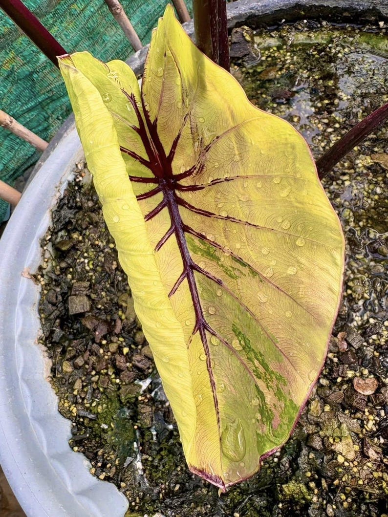 Rare Pink Variegated Pharaoh's Mask Elephant Ear Colocasia Esculenta ...