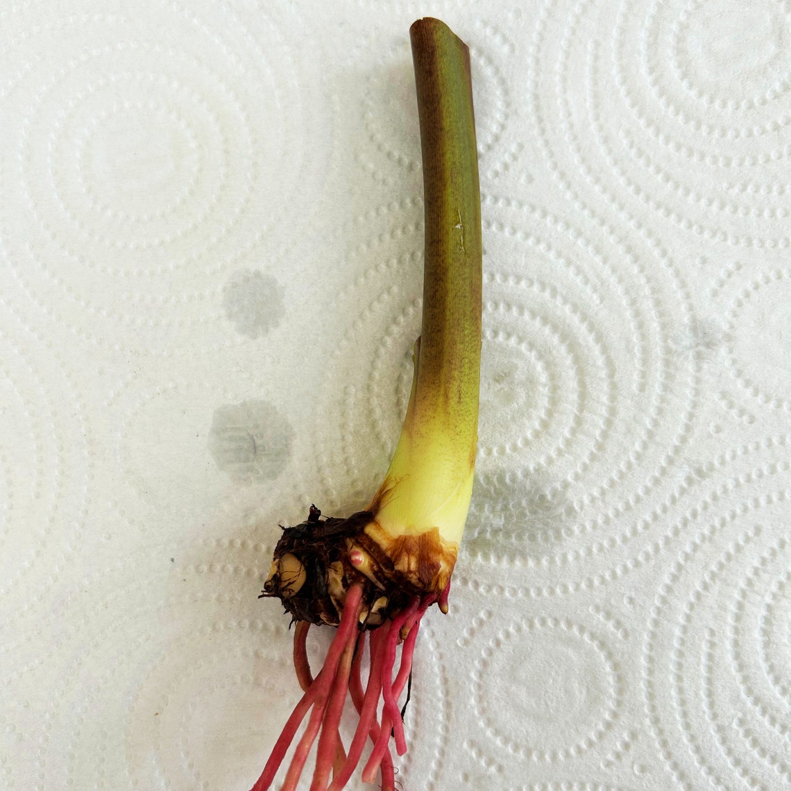 Colocasia Jade Magma Esculenta Species RARE New HB Elephant Ear Free ...