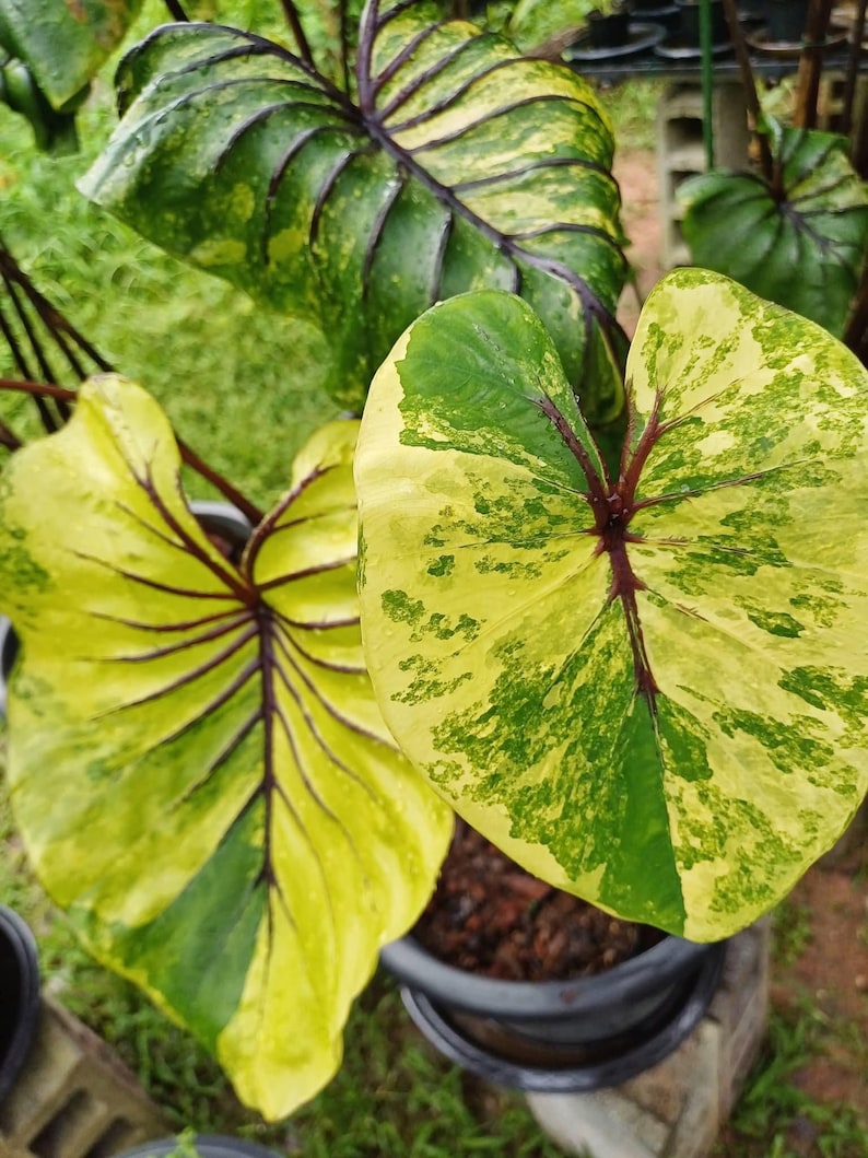 RARE Variegated Pharaoh's Mask Elephant Ear Bulb - Etsy