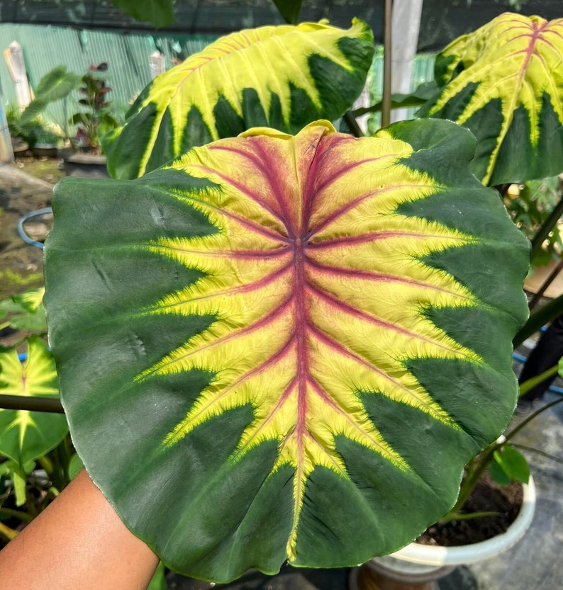 Colocasia Light Pillar Species RARE New HB Elephant Ear Free ...