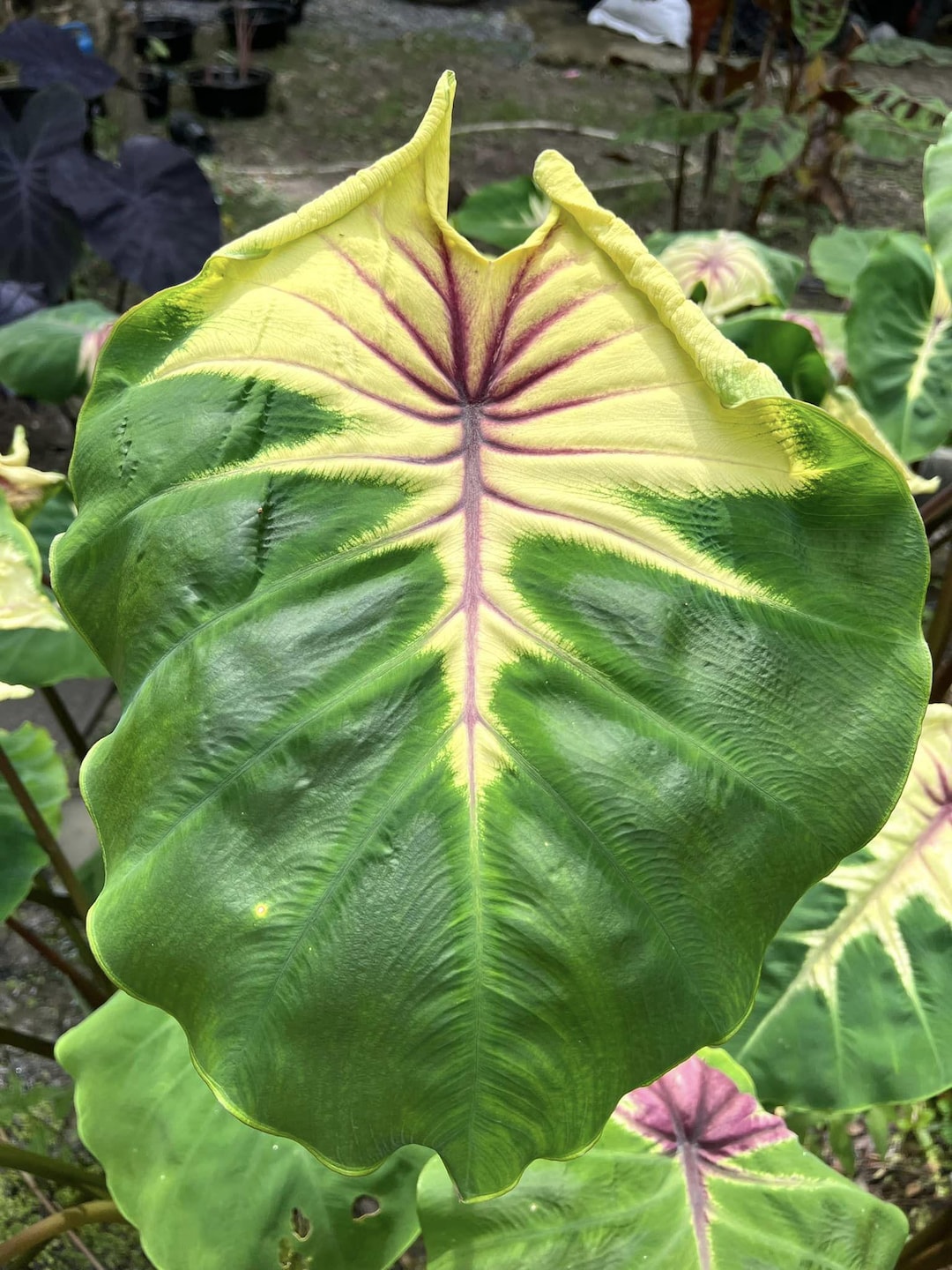 Colocasia Pigtailed Princess Esculenta Species RARE New HB Elephant Ear ...