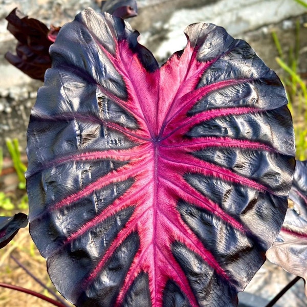 Colocasia Redemption - Etsy