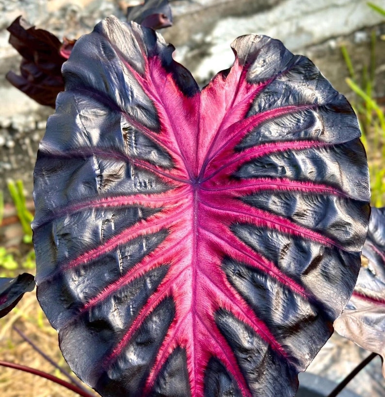 Rare REDEMPTION Elephant Ear Colocasia Esculenta Live Bulb!!! Price ...